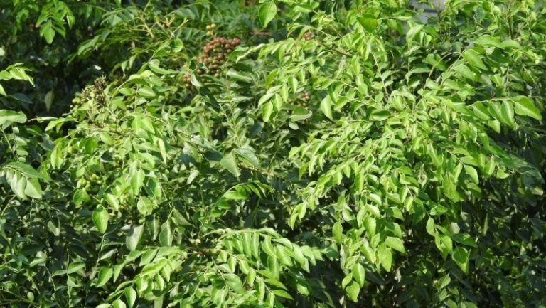 15 Indian Trees That Produce The Most Oxygen