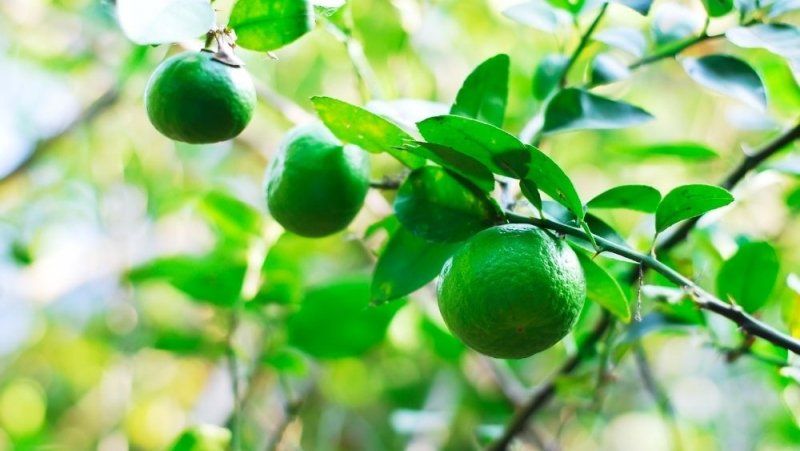 36 Fastest Growing Trees in India - Shade Giving Trees