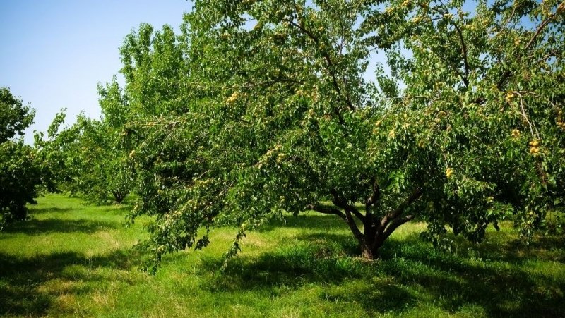 36 Fastest Growing Trees in India - Shade Giving Trees