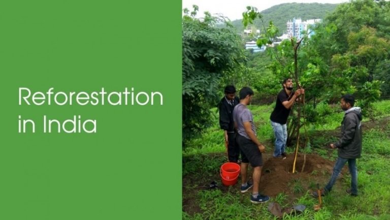 All You Need To Know About Reforestation In India