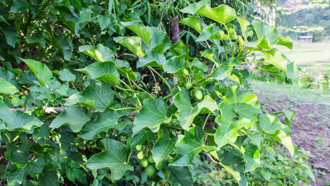 21 Indian Trees That can Withstand Any Weather