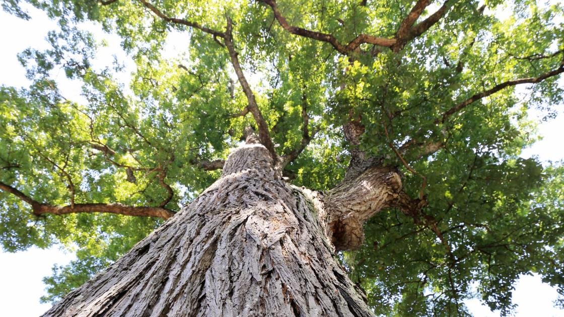 21 Indian Trees That can Withstand Any Weather