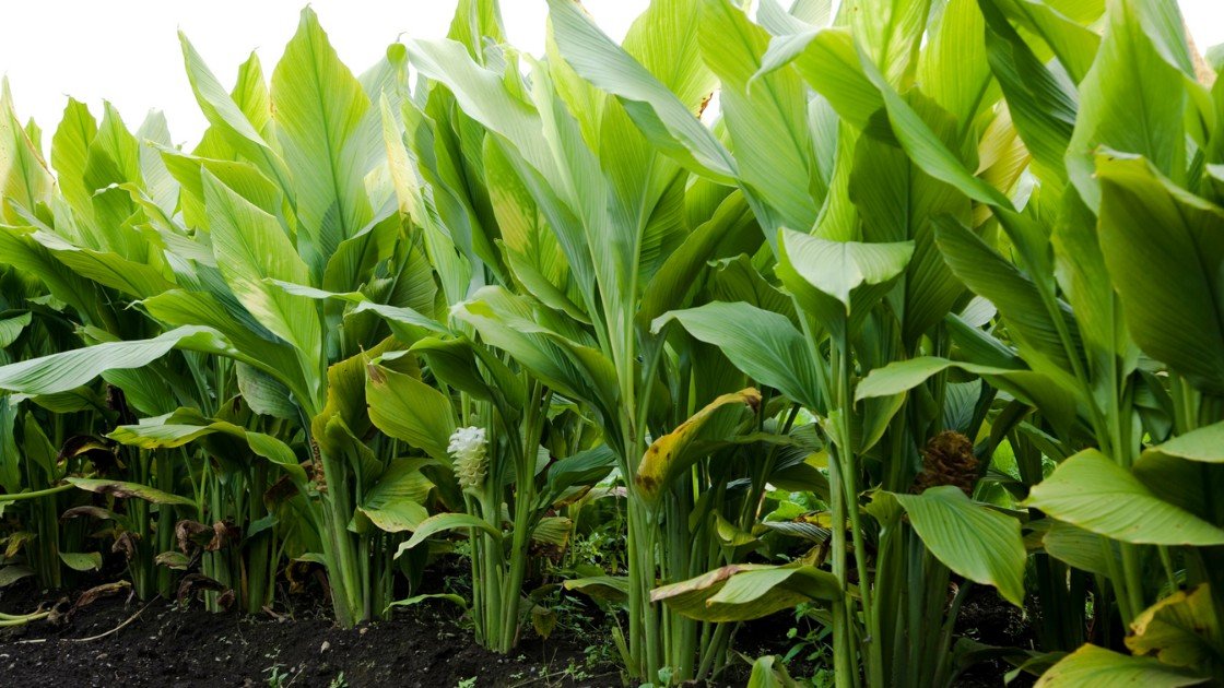 21 Indian Trees That can Withstand Any Weather