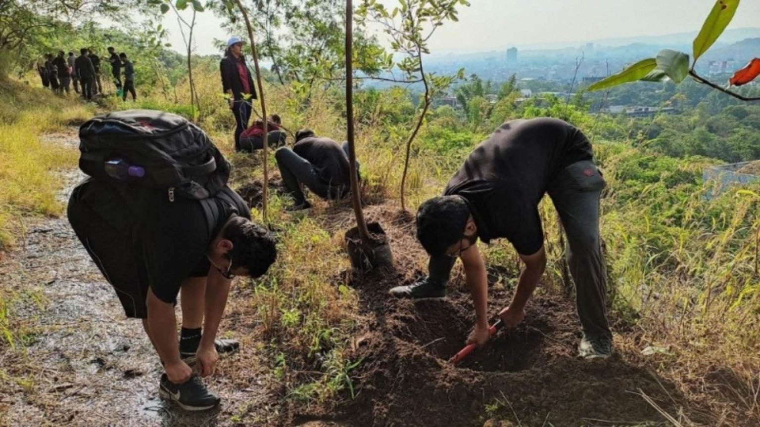 Top Tree Plantation NGOs Across States In India