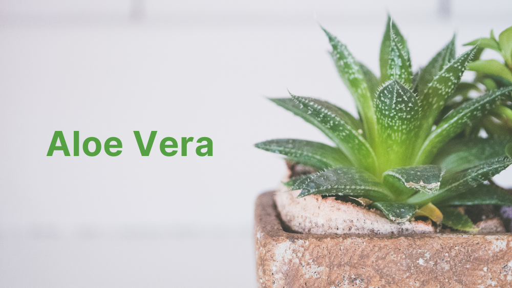 10 Plants That Produce Oxygen at Night