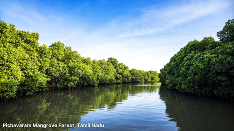 8 Mangrove Forests In India That Every Nature Lover Must Visit